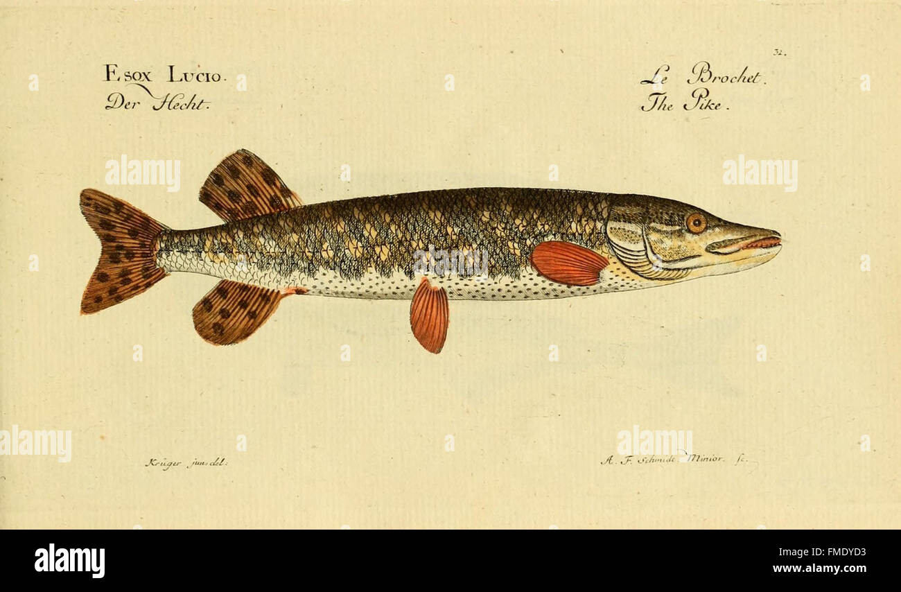 Plate 32 from 'Ichthyologie' presents illustrations of various fish ...