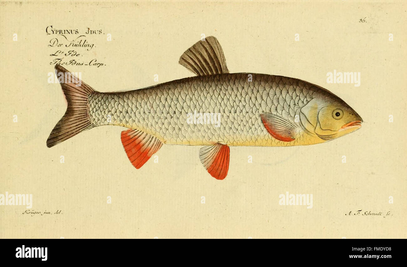 A detailed study of fish species, as illustrated in Plate 36, from a ...