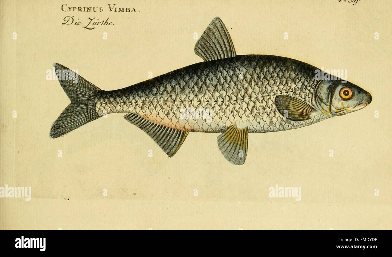 This plate from 'Ichthyologie' presents illustrations of various fish ...