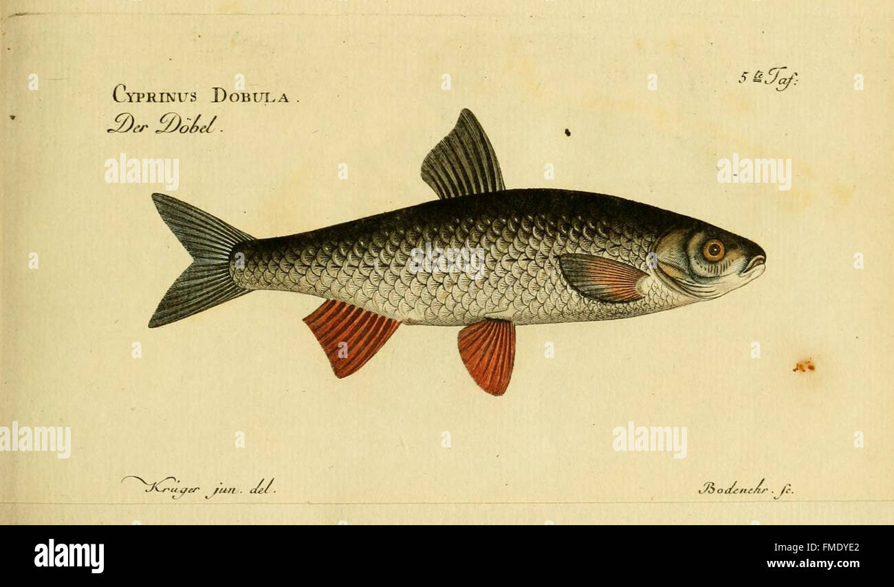 Plate 5 from a comprehensive work on ichthyology, the study of fish ...