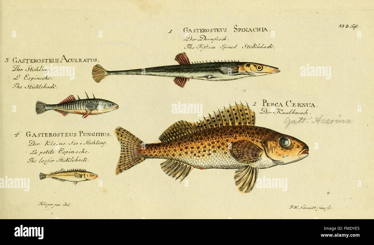 Plate 53 from 'Ichthyologie' presents detailed illustrations of various ...