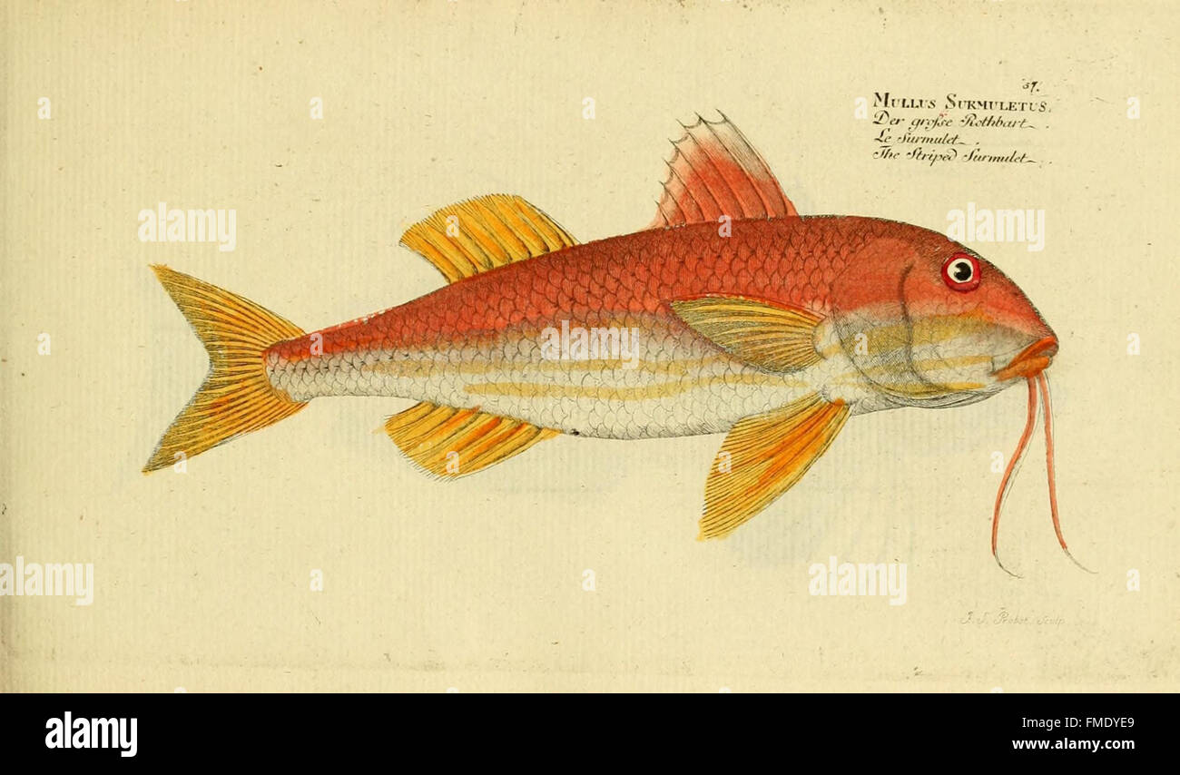 Plate 57 from 'Ichthyologie' illustrates various fish species ...