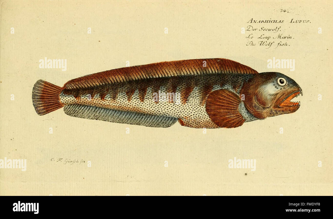 Detailed anatomical study of various fish species hi-res stock ...
