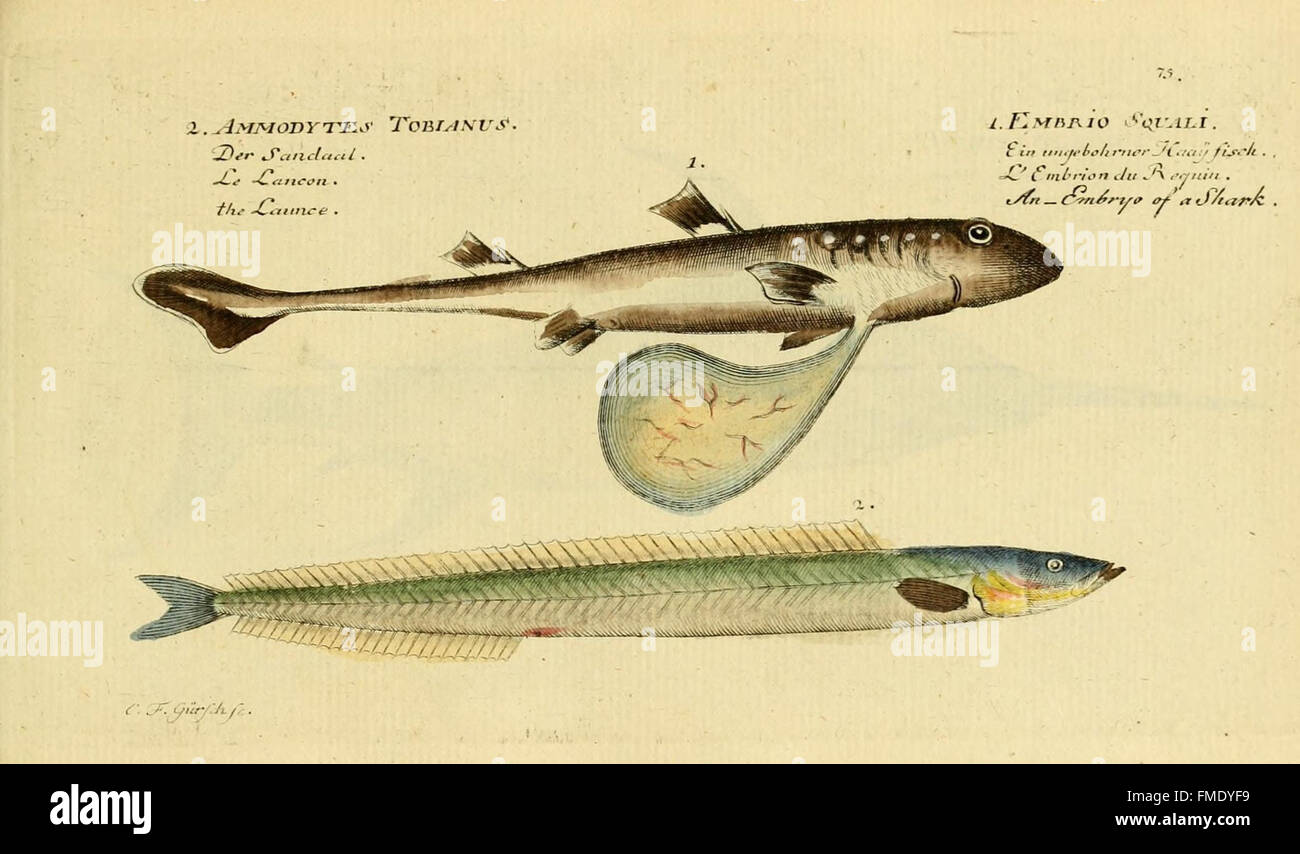 Plate 75 from 'Ichthyologie' presents detailed depictions of fish ...