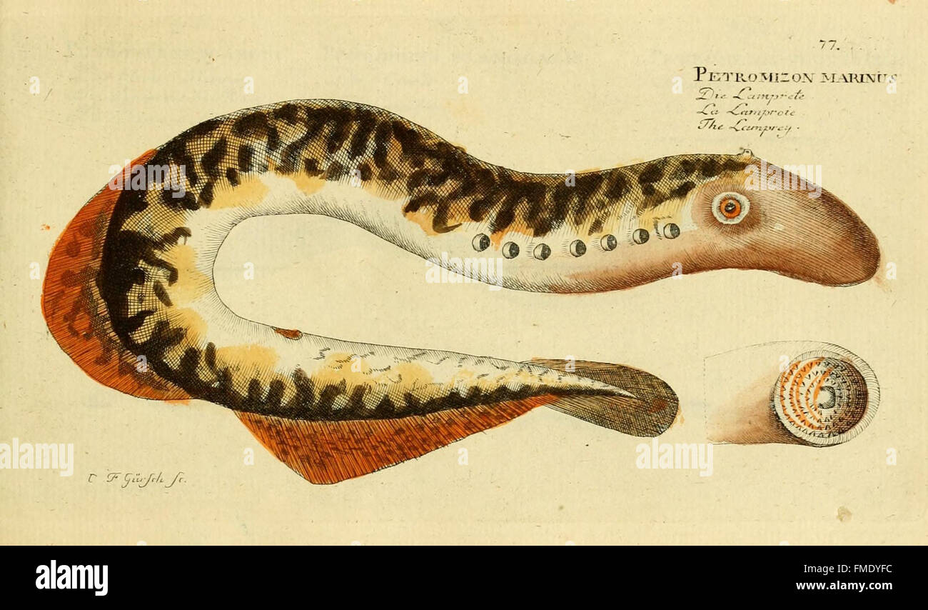 'Ichthyologie' presents a natural history of fish, with Plate 77 ...