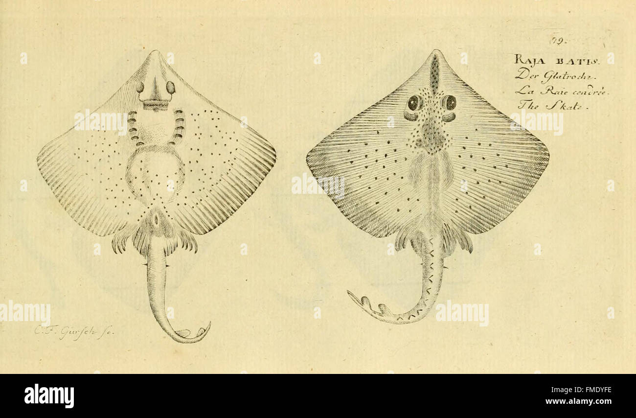 Plate 79 from 'Ichthyology; or, Natural History of Fishes' illustrates ...
