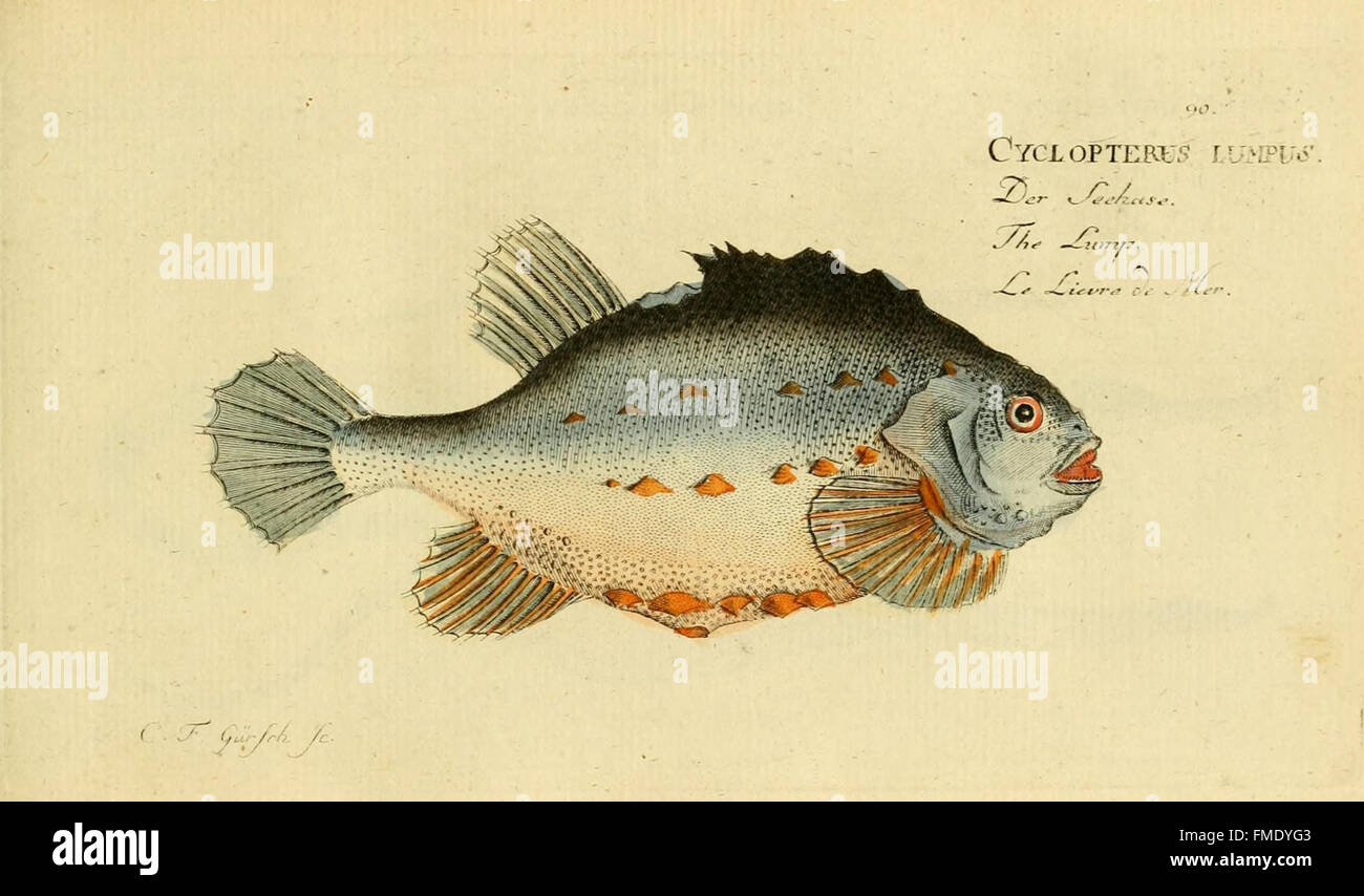 Plate 90 from 'Ichthyologie' (Ichthyology) presents a detailed ...