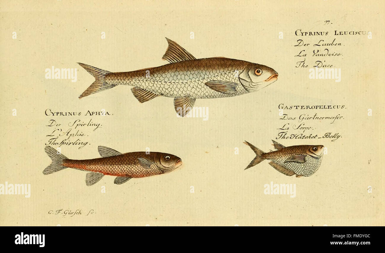 'Ichthyologie' is a comprehensive work on fish species, with Plate 97 ...