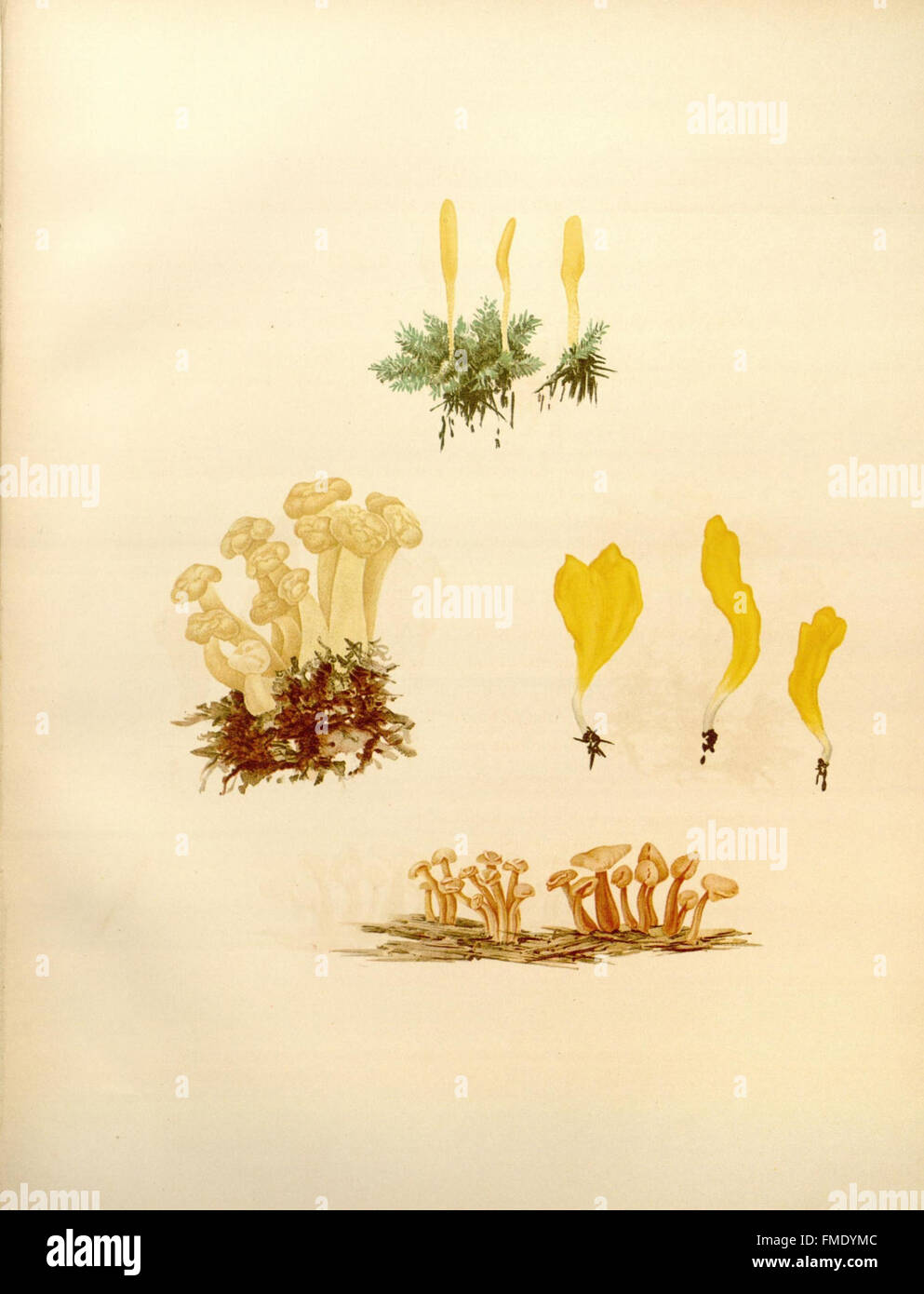 Plate 103 from 'Icones Farlowianae' features botanical illustrations of ...