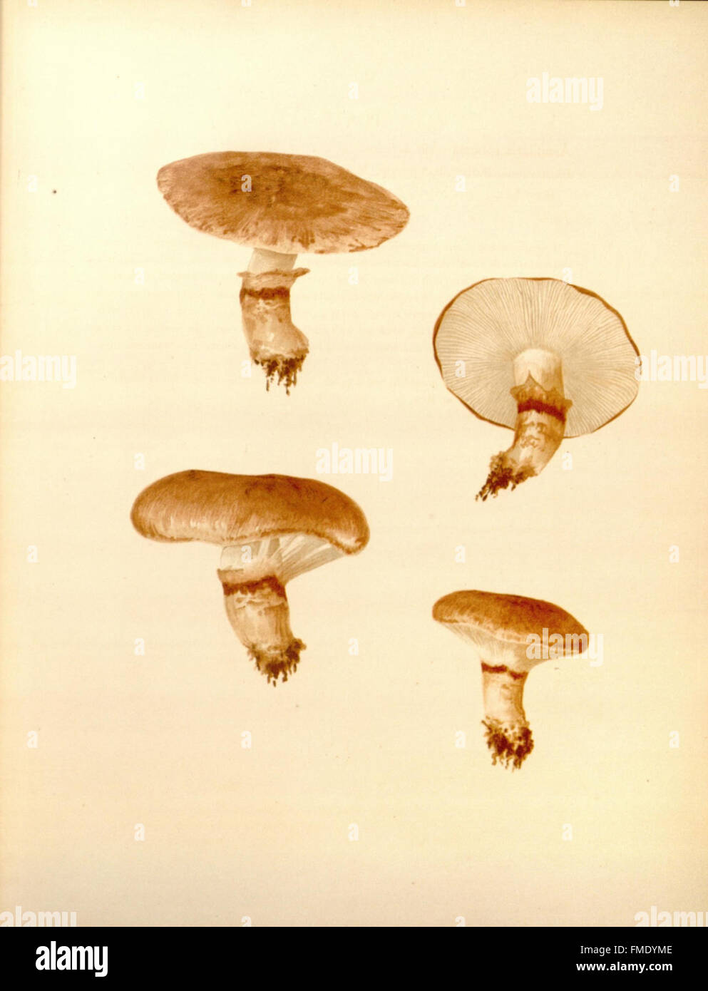 Plate 12 from 'Icones Farlowianae' presents botanical illustrations by ...