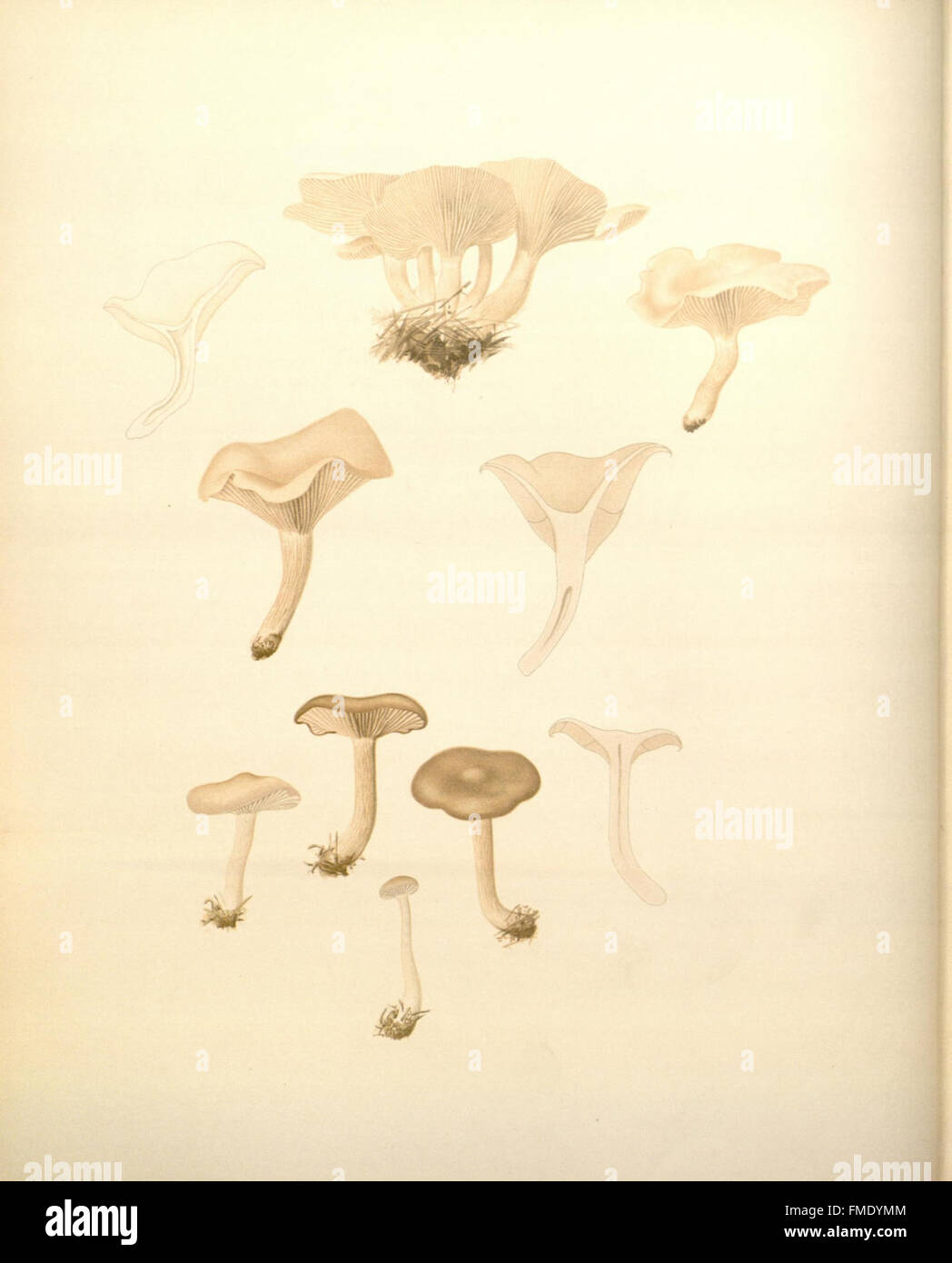 Plate 19 from 'Icones Farlowianae' features detailed illustrations of ...