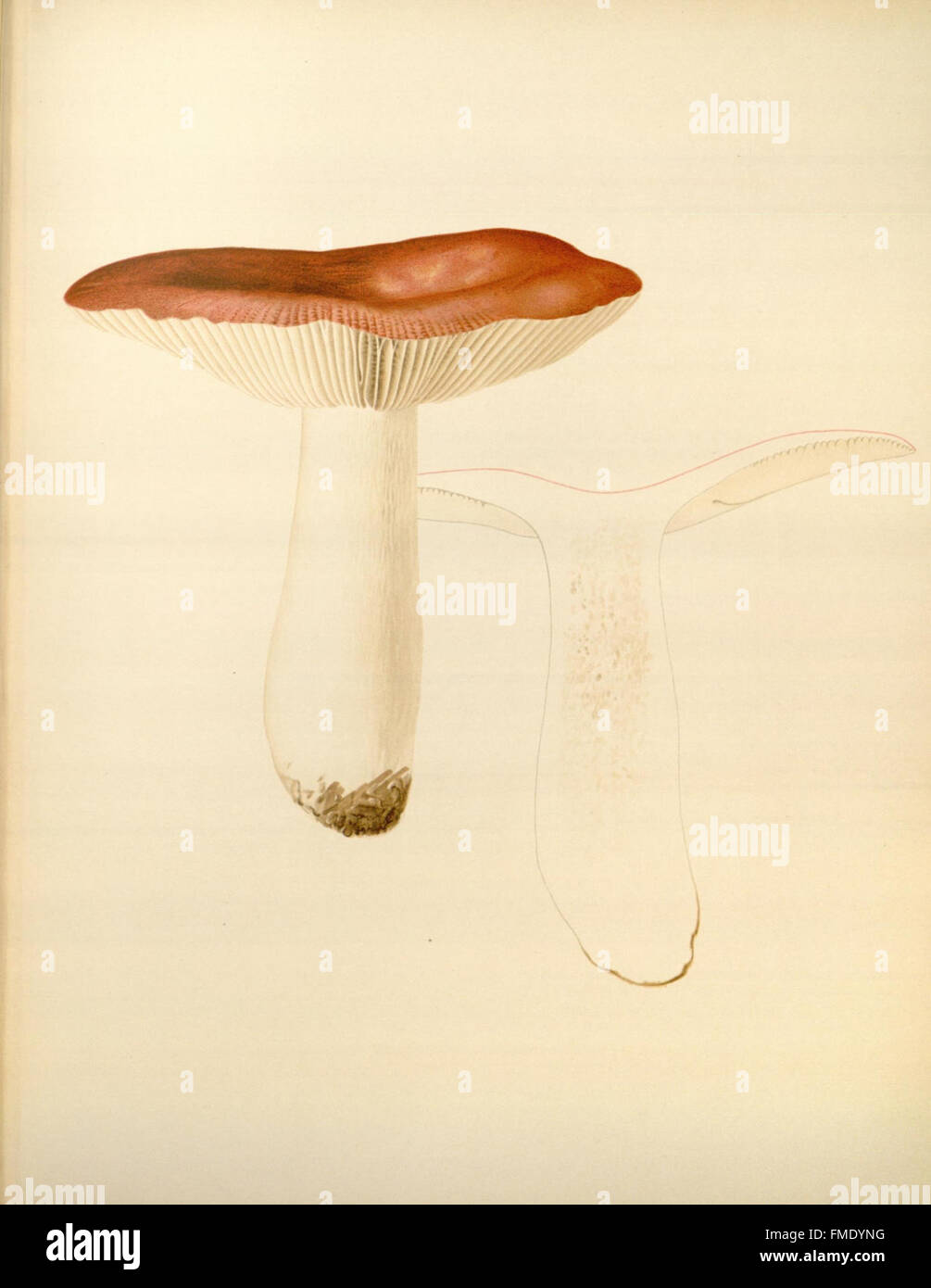 Plate 38 from 'Icones Farlowianae' showcases botanical illustrations of ...
