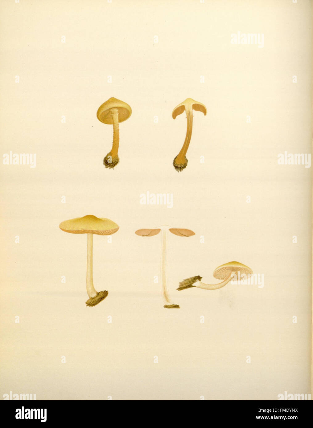 Plate 45 from 'Icones Farlowianae' depicts a range of plant species ...