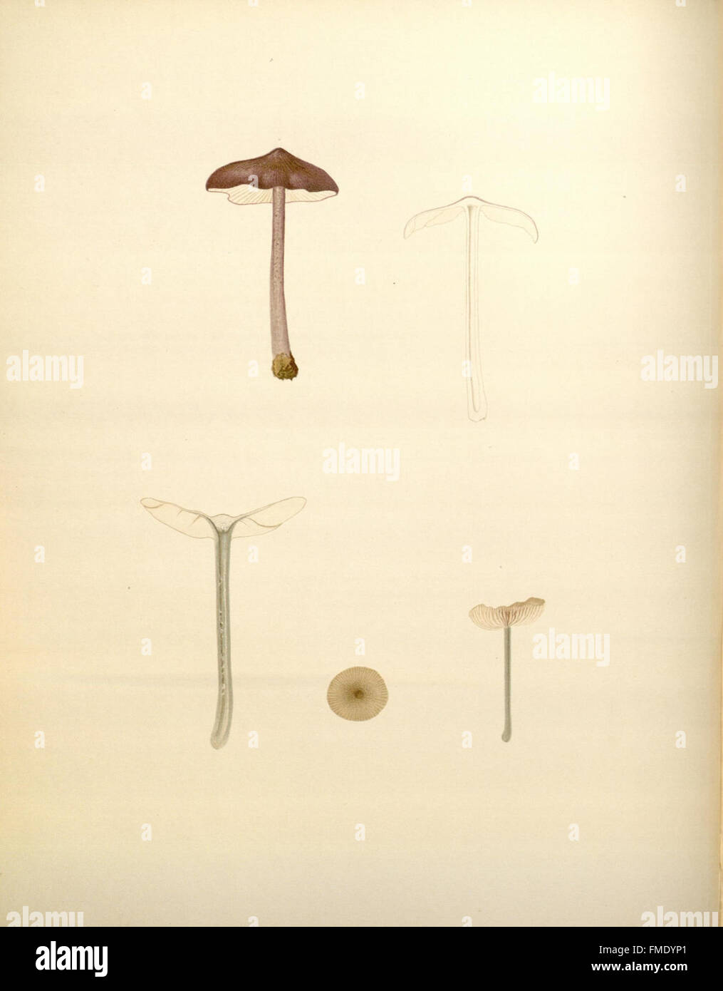 *Icones Farlowianae* is a botanical work focused on the flora cataloged ...