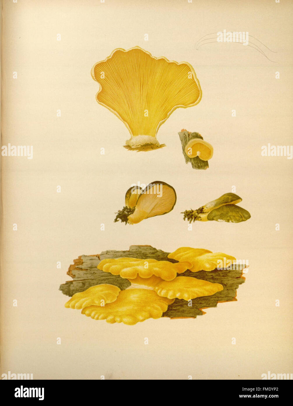 Plate 48 from 'Icones Farlowianae' features botanical illustrations of ...