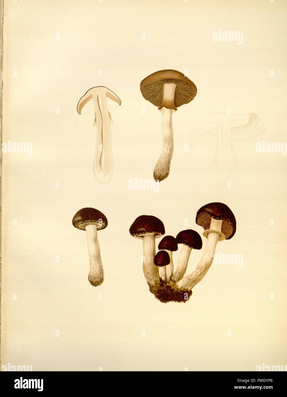 *Icones Farlowianae* (Pl. 50) features detailed illustrations of fungi ...