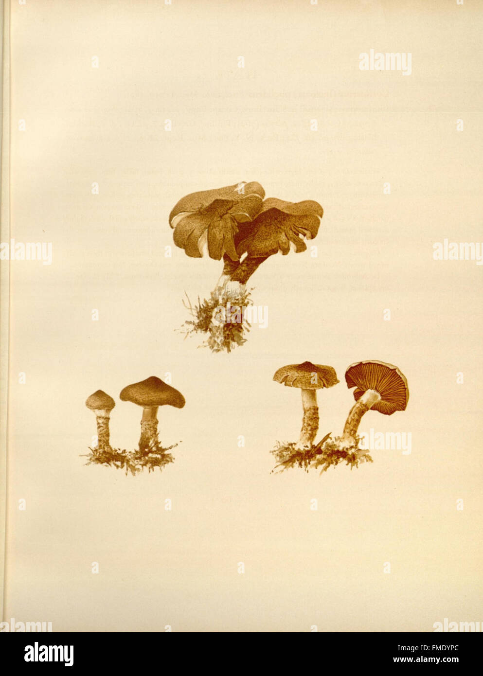 Plate 55 from 'Icones Farlowianae' features detailed illustrations of ...