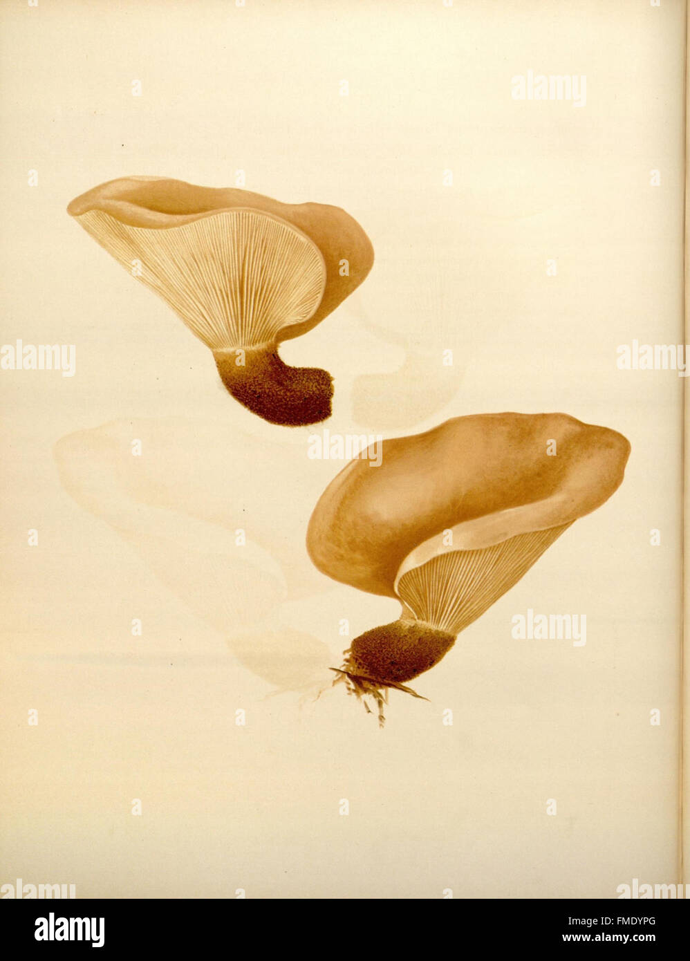 Plate 59 from 'Icones Farlowianae' illustrates various species of fungi ...
