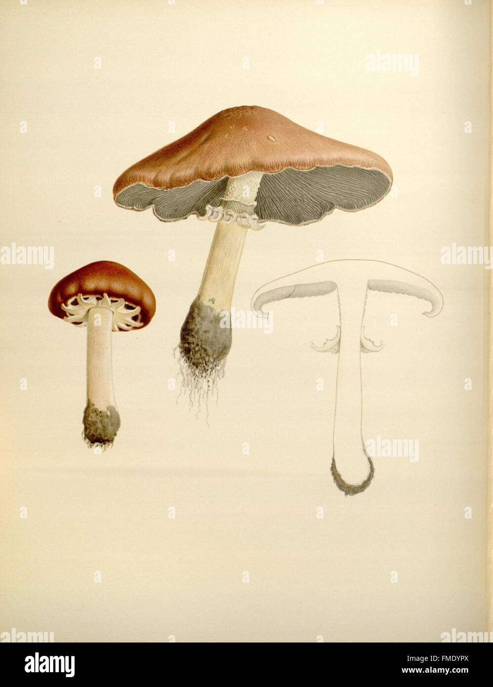 'Icones Farlowianae' features Plate 65, showcasing the work of botanist ...