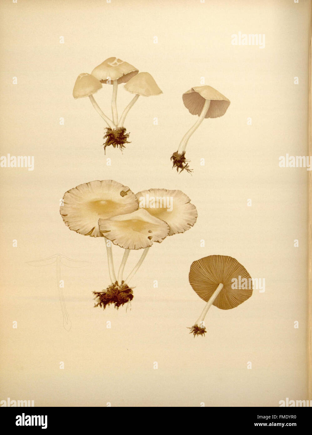 Plate 67 from 'Icones Farlowianae' illustrates rare plant species ...