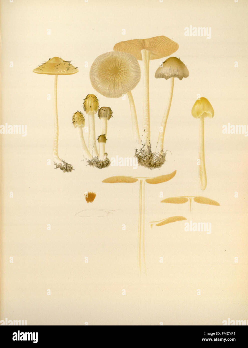 Plate 68 from 'Icones Farlowianae' showcases detailed botanical ...