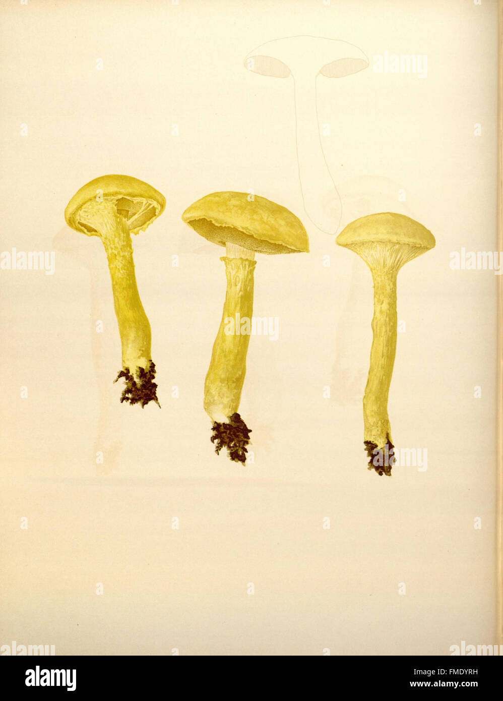 Plate 78 from 'Icones Farlowianae' presents detailed botanical ...