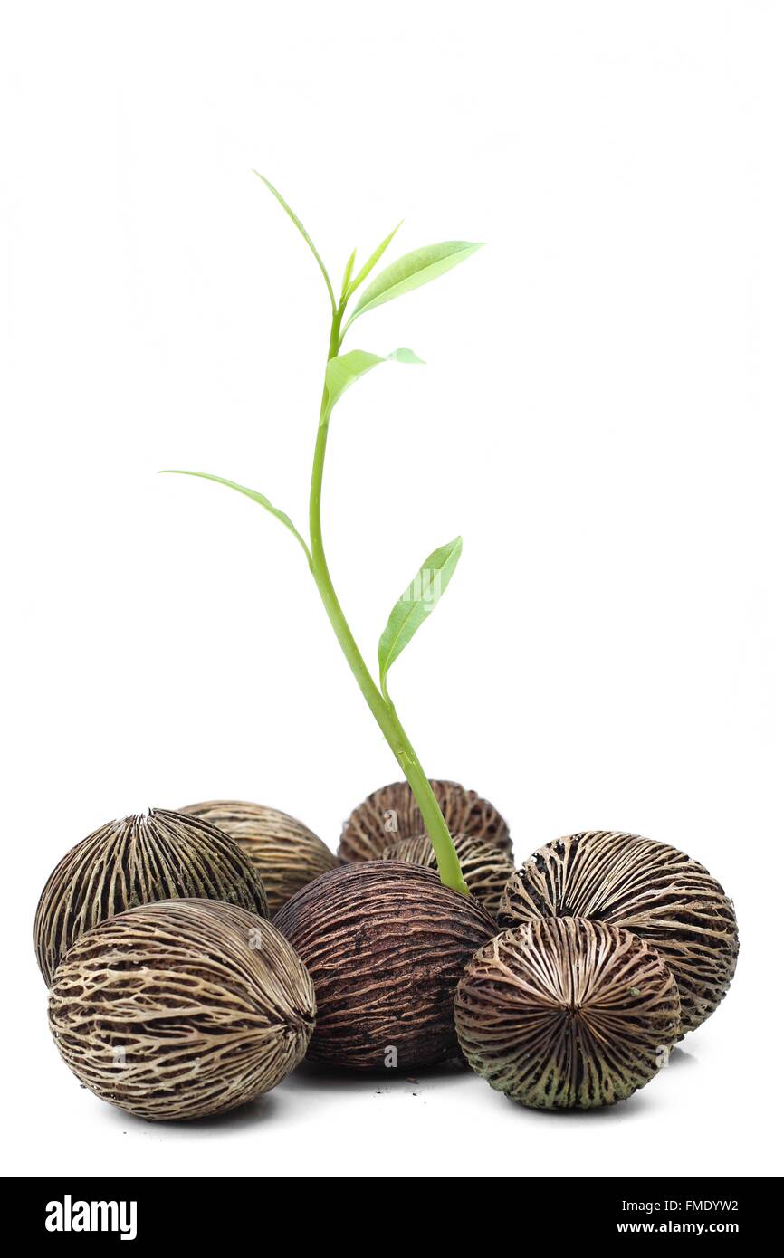 Suicide tree, Pong seed is growing a new life Stock Photo - Alamy