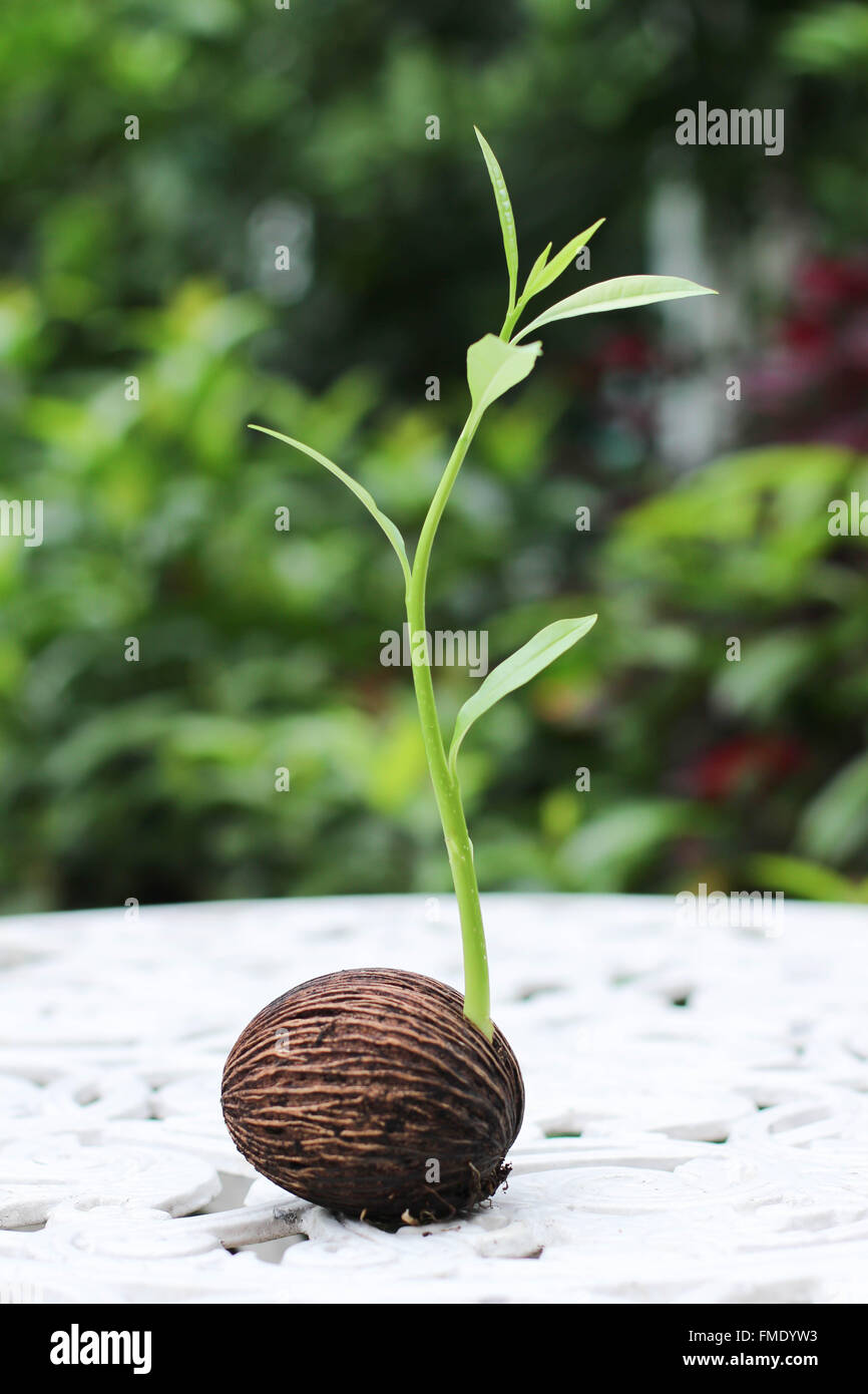Suicide tree, Pong seed is growing a new life in the garden Stock Photo ...