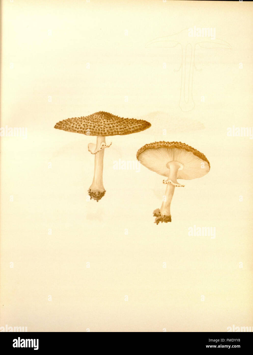 Plate 8 from 'Icones Farlowianae' showcases illustrations of fungi and ...