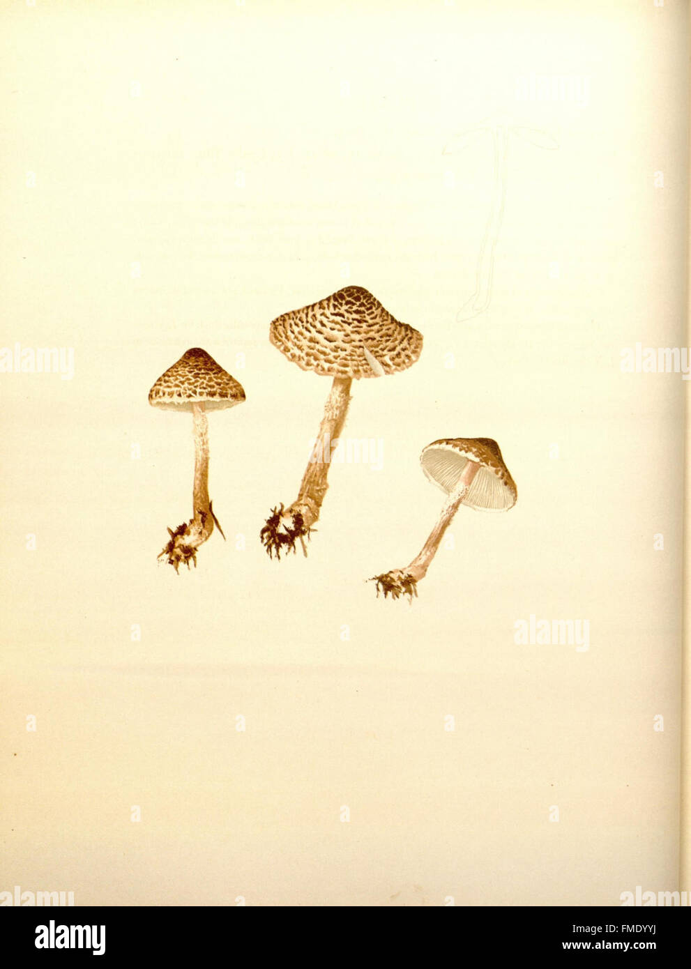 Plate 9 in *Icones Farlowianae* depicts the detailed illustrations of ...