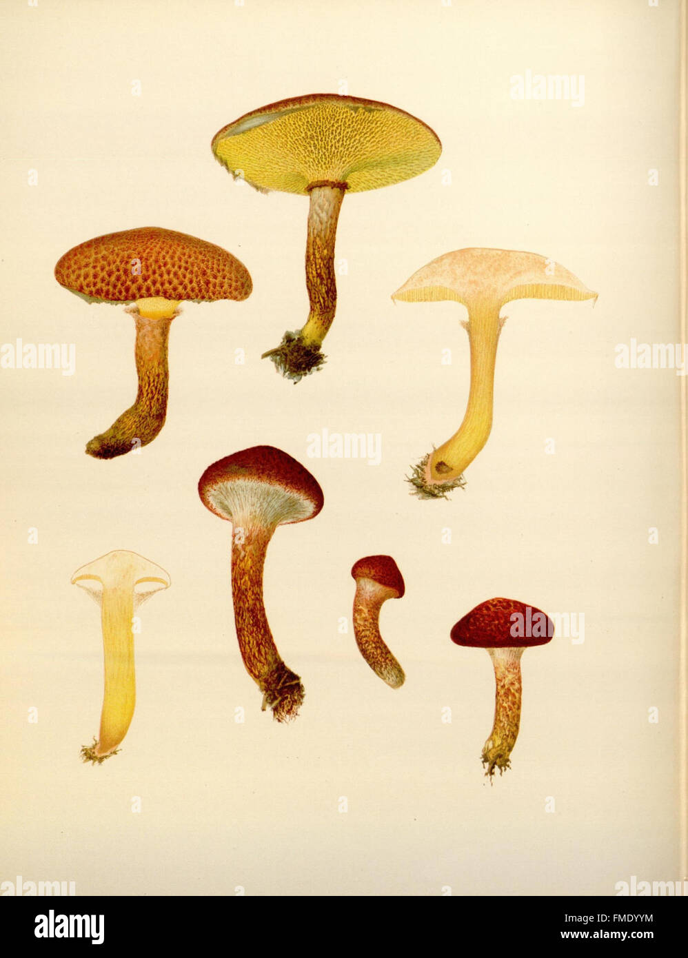 'Icones Farlowianae' presents a collection of botanical illustrations ...