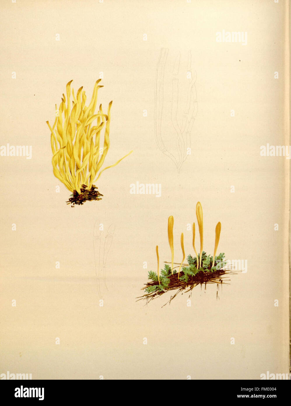 Plate 99 from 'Icones Farlowianae' presents detailed botanical ...