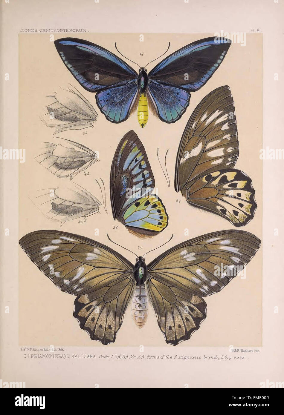 Plate 16 from 'Icones Ornithopterorum' displays detailed illustrations ...