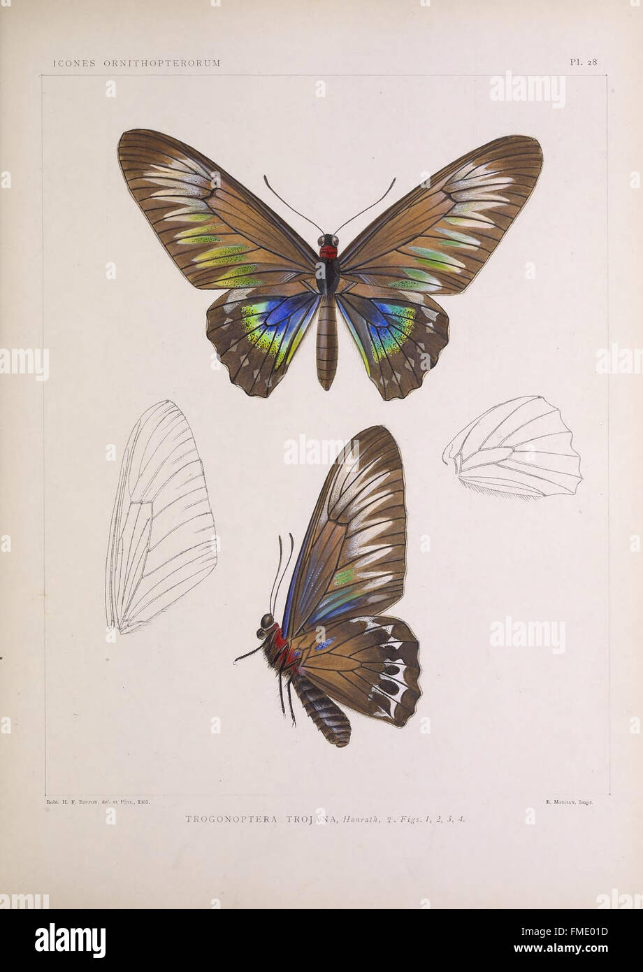 Large flying insects hi-res stock photography and images - Alamy