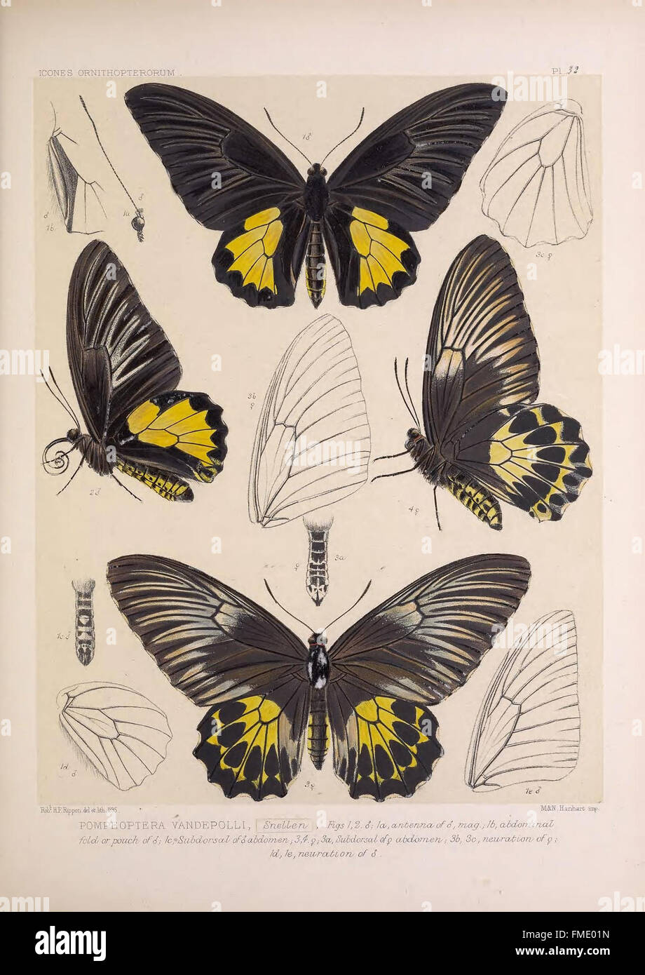 Plate 32 from 'Icones Ornithopterorum' depicts various species of ...