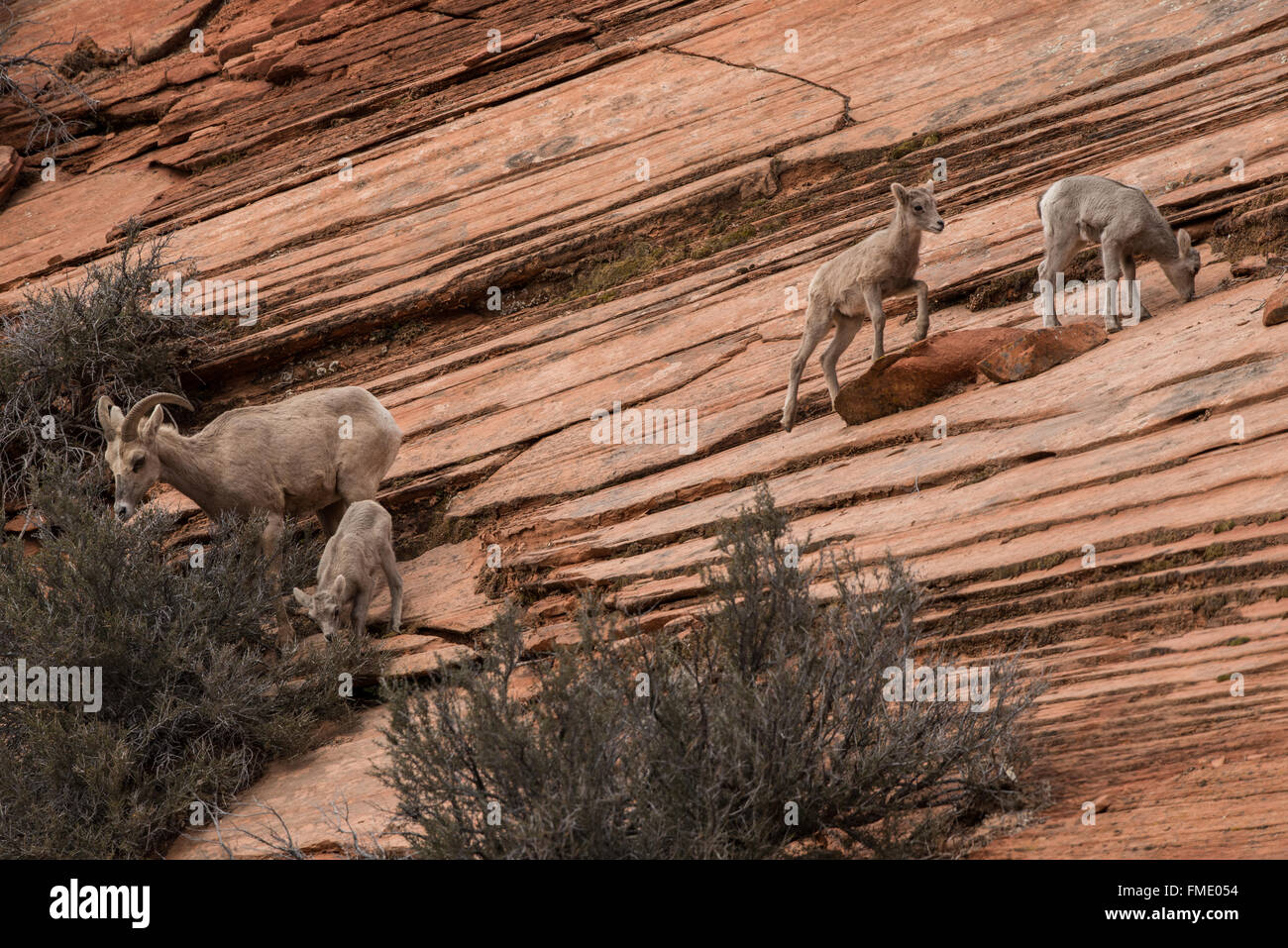 Desert bighorn sheep lamb, Zion National Park, Utah Stock Photo - Alamy