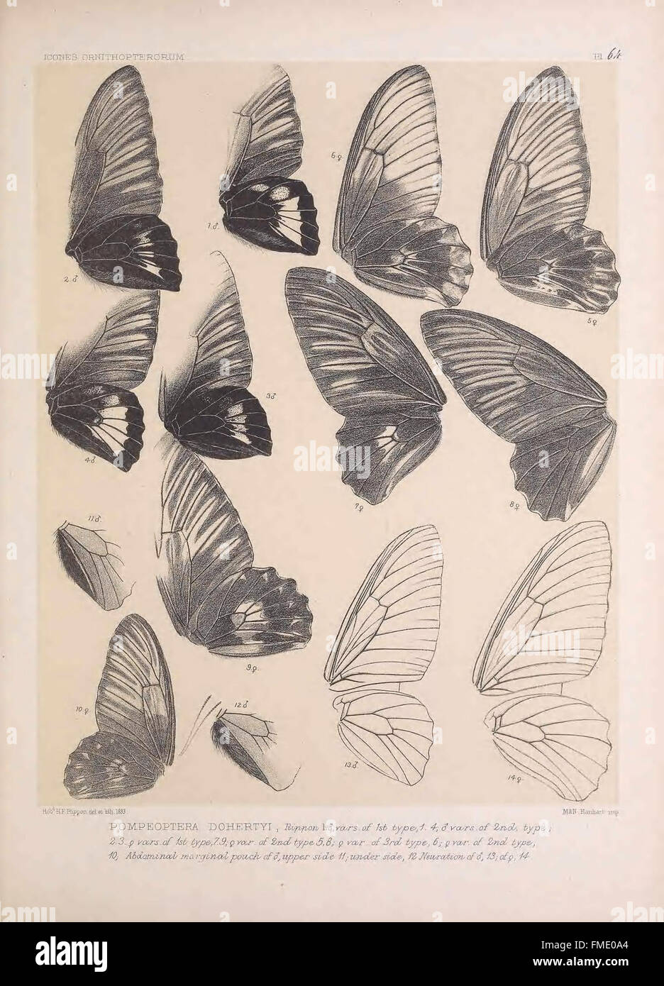 Various flying insects hi-res stock photography and images - Alamy