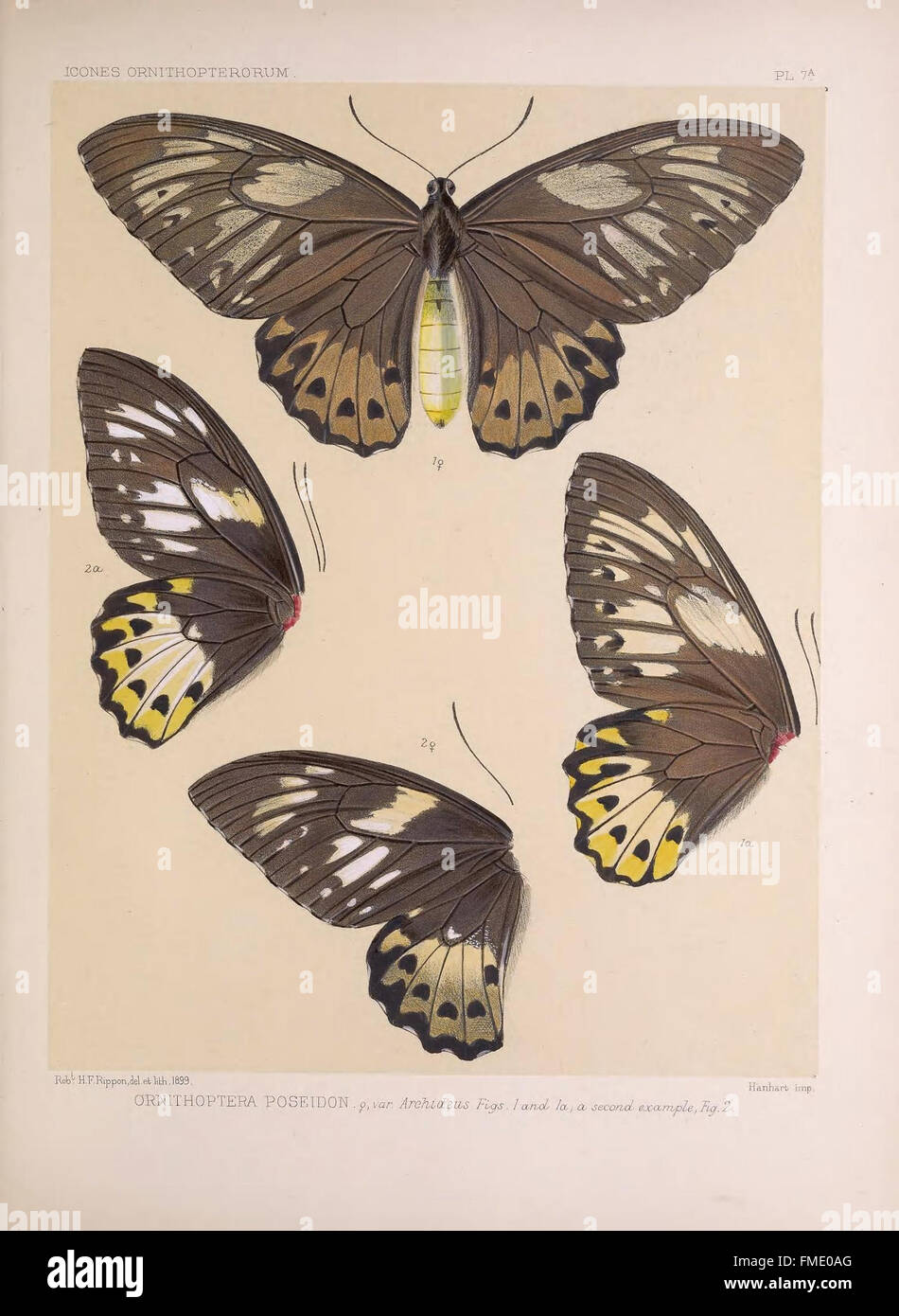 *Icones ornithopterorum* presents detailed illustrations of various ...