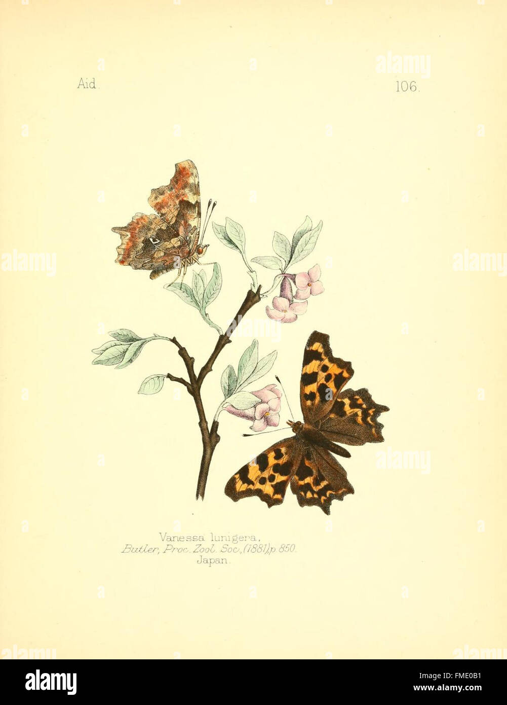 Plate 106 from 'Aid to the Identification of Insects' provides detailed ...