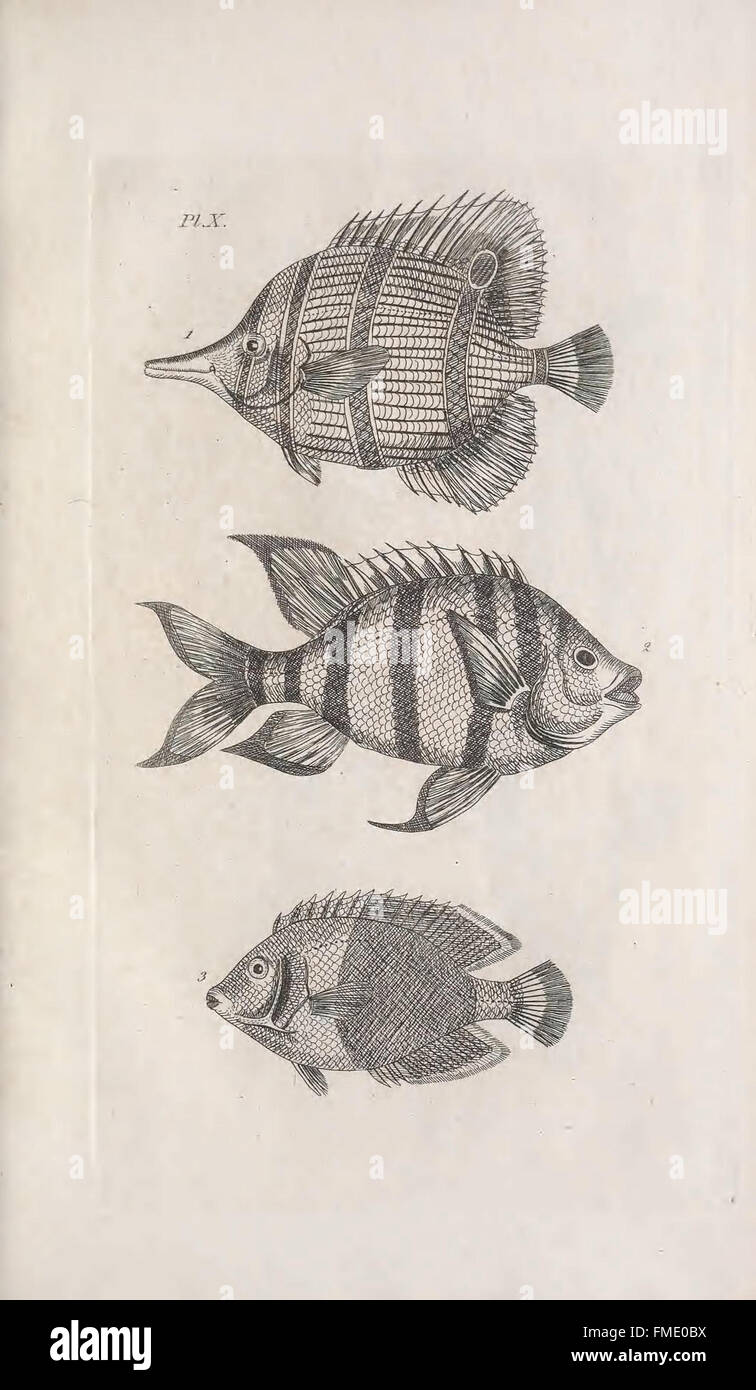 Plate X from 'Icones Piscium' provides illustrations of various fish ...