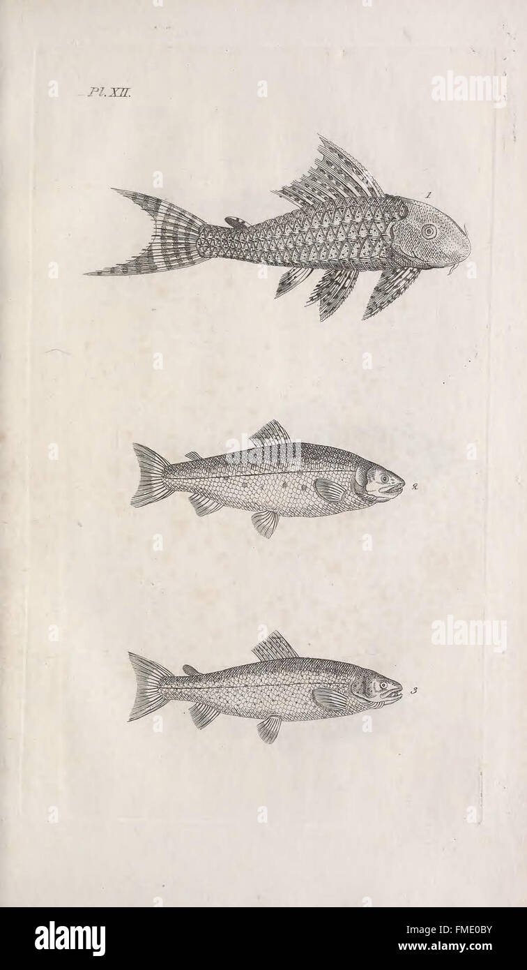 Plate XII from 'Icones Piscium' features detailed illustrations of ...