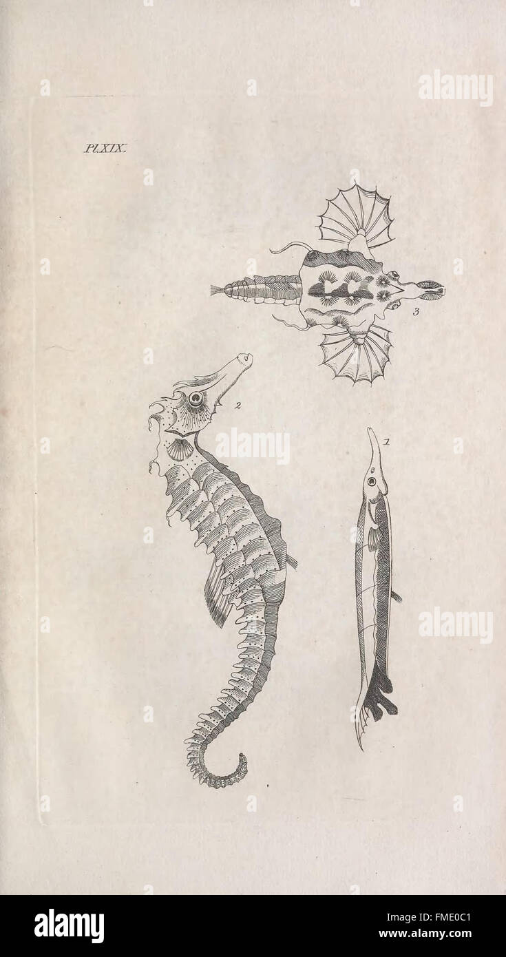 Plate XIX from 'Icones Piscium' features detailed illustrations of ...