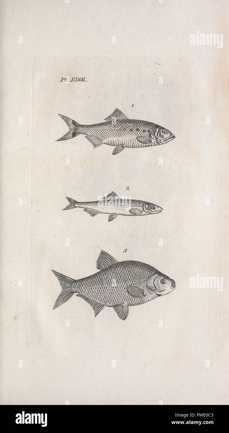 Various anatomical features of marine life hi-res stock photography and ...