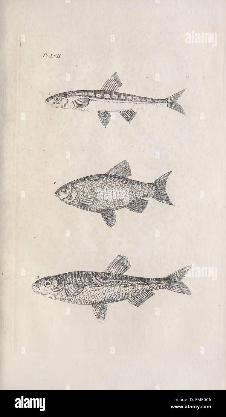 Plate XVII from *Icones Piscium* showcases detailed illustrations of ...