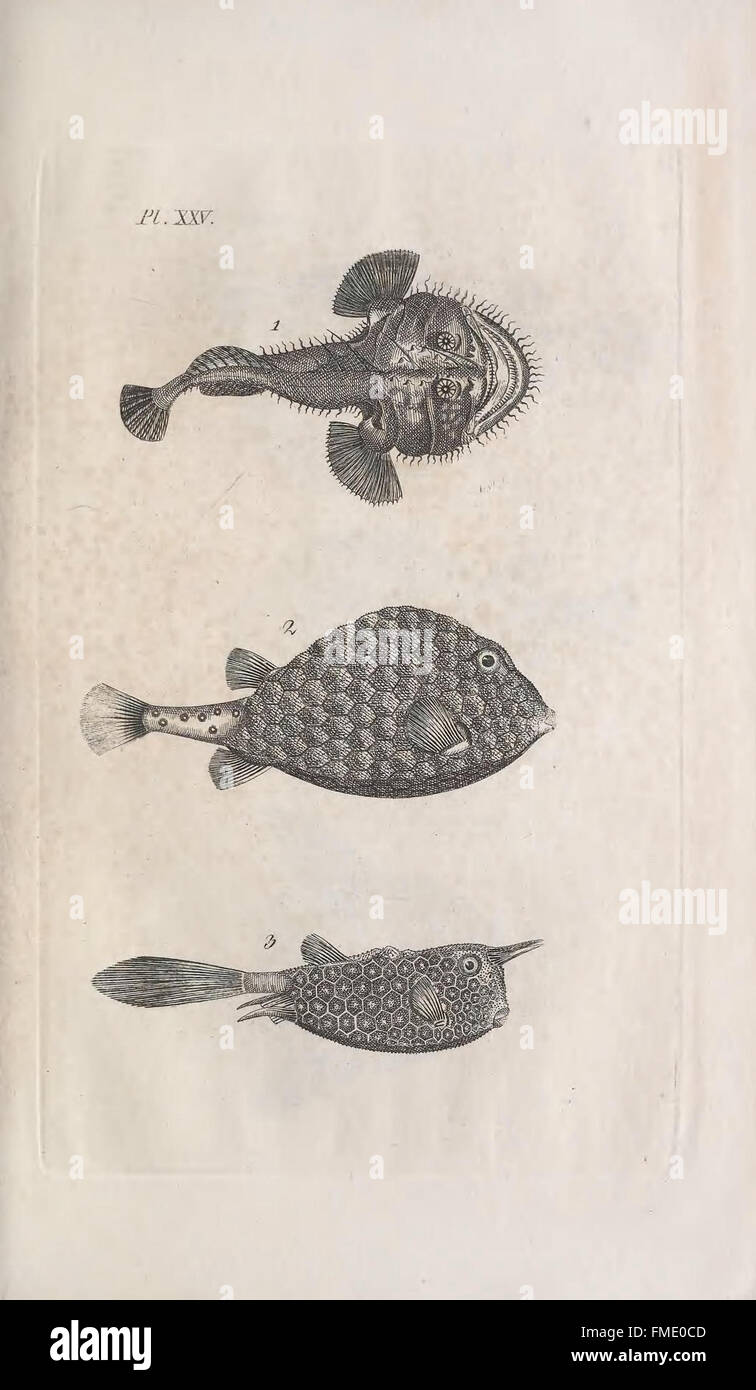 'Icones Piscium' is a scientific work illustrating various fish species ...