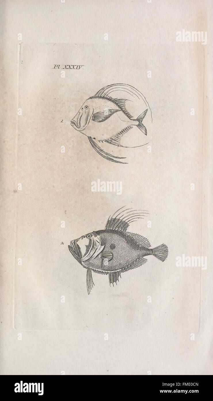 Plate 34 of 'Icones Piscium' presents a detailed illustration of fish ...