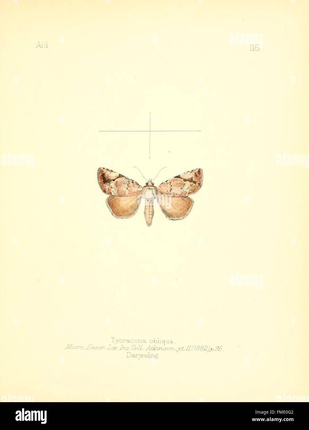 'Aid to the Identification of Insects' offers illustrations and ...
