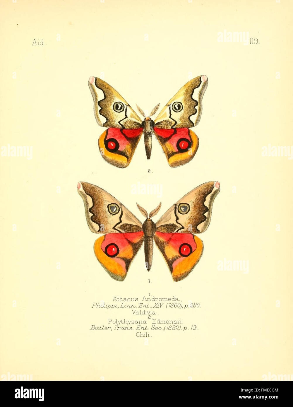 This plate provides detailed illustrations of various insect species ...