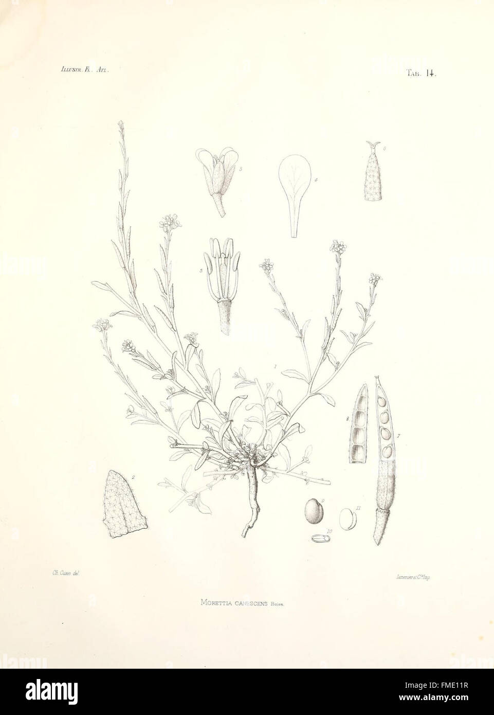 Tab. 14 in Illustrationes florae Atlanticae presents detailed botanical ...