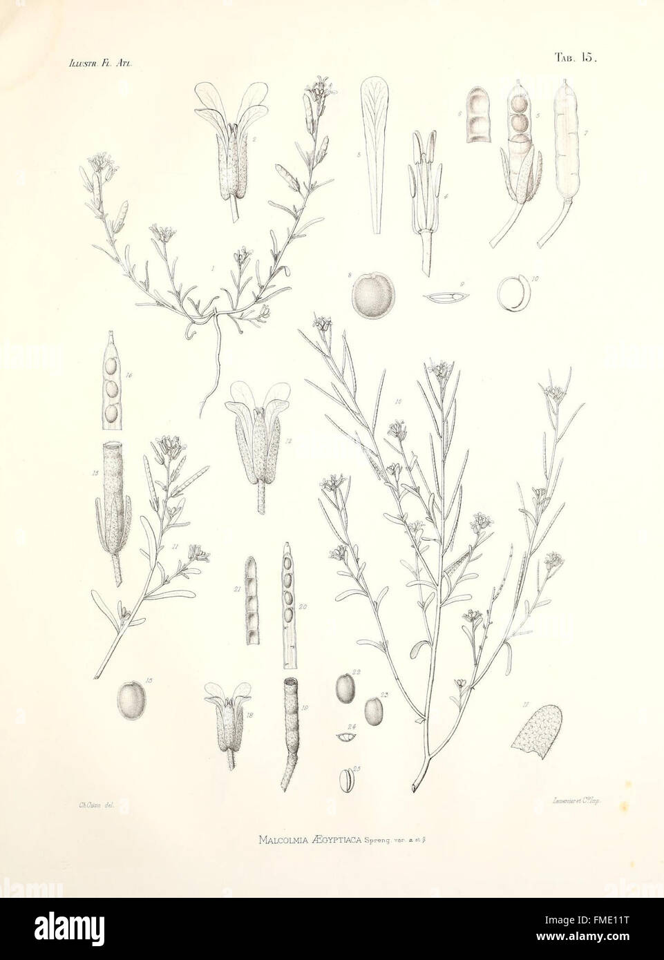 Tab. 15 from 'Illustrationes Florae Atlanticae' offers detailed ...